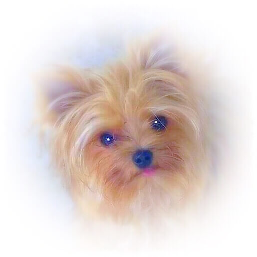 Precious Tinys, AKC Yorkie Puppies for sale. - Twitterpate Yorkies